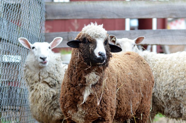 Becoming a Shepherd - Countryside